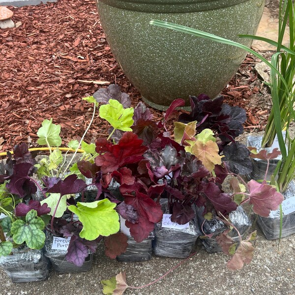 3 Musa ‘poquito’ Banana Tree/ Banana Tree in 4 Inch Cups (one Plant per ...