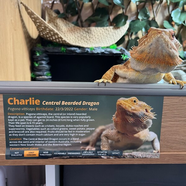 Reptile Enclosure Labels Bearded Dragon Information Sticker - Glossy ...