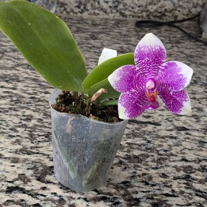 Awarded cotton Candy Phal. Cheng-de Beauty 'sakura' AM/AOS , Handsome Plant in 4 Pot With 25-28 ...