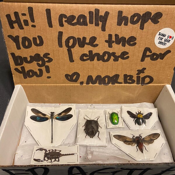 Assorted Bugs Insects Specimen Wholesale Mix Lot Bulk - Etsy UK