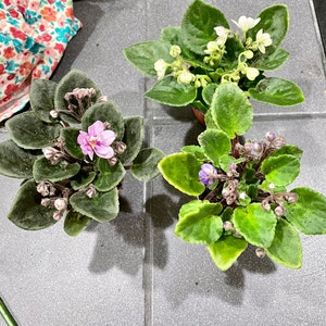 2 Mini African Violets Set 2 Assorted Plants - Etsy