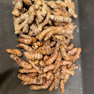 Fresh Wild Turmeric From Fiji 1/2 LB - Etsy