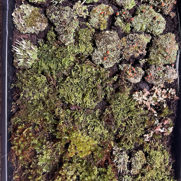 Star Moss Syntrichia Princeps | Live Moss With Sporophytes | Terrarium ...
