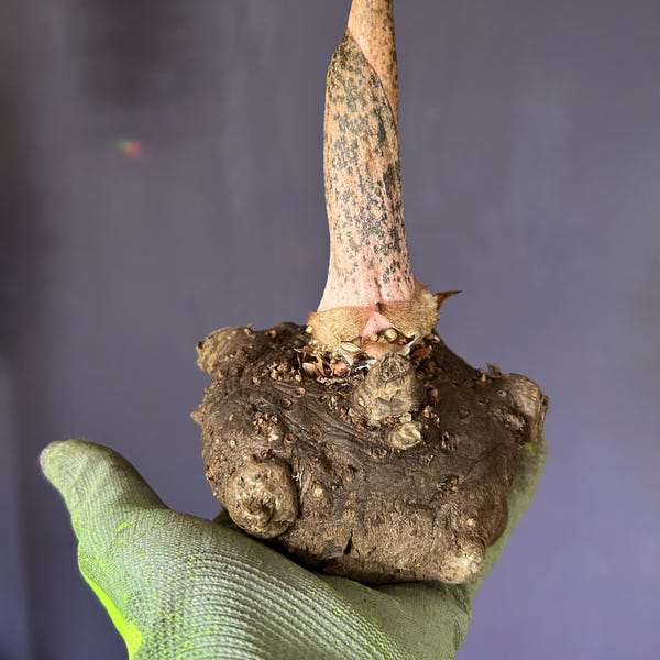 AMORPHOPHALLUS KONJAC Twenty Five (25) Bulbils - Voodoo Lily Bulb - Etsy