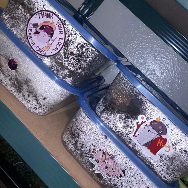 Rubber Ducky Isopod Sticker - Etsy