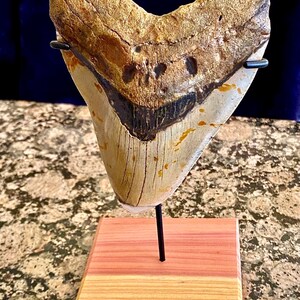 Medium Megalodon Shark Tooth Stand Shark Tooth Stand Custom | Etsy