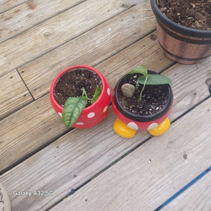 White Princess Philodendron Rare Variegated Tropical Indoor House Plant ...