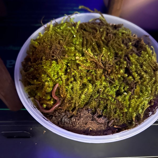 Star Moss Tortula Ruralis - Etsy