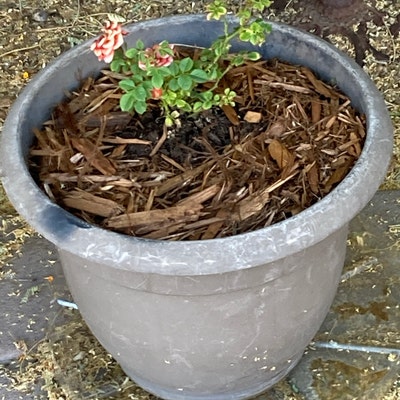Beautiful Soft Pink Rose, Live Potted Plant With Healthy Own Roots F7 ...