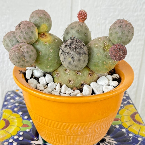 Tephrocactus Geometricus – Snow Man Cactus – Options: 1 Ball, 2 Balls ...