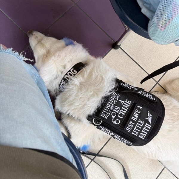 Vest (adjustable Size), "in Training Do Not Approach", Light Weight Sd ...