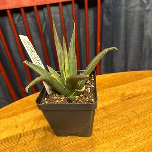 OP027: Opuntia Debreczeyi 'alberta Sunset' spineless Cat's Paw Cactus ...