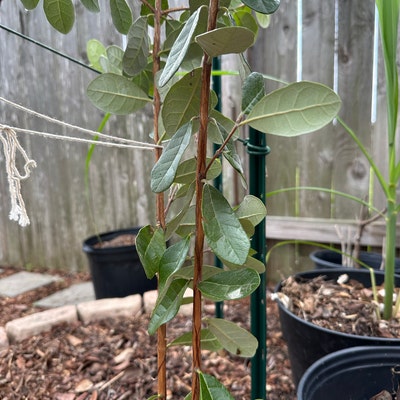 RARE Governor's Plum flavourtia Indica Live Fruit Tree - Etsy