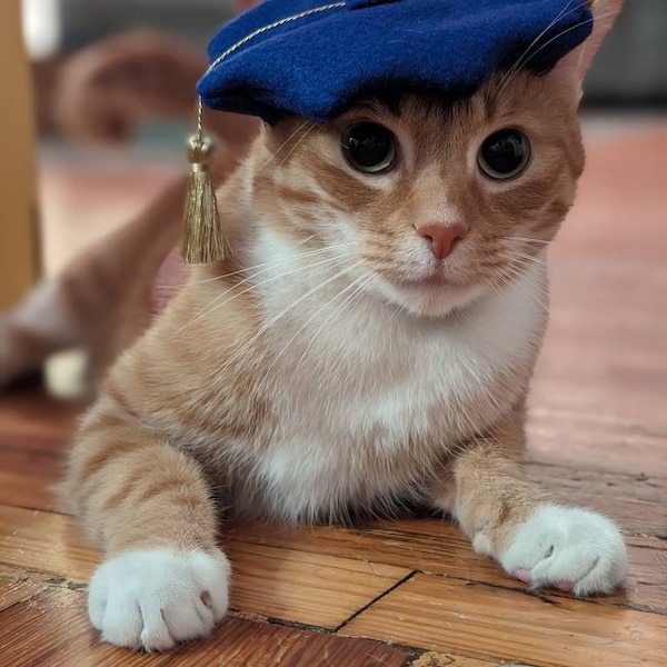 Original Design-cat Hat-propeller Hat-pet Costume -SF Fandom - Comics ...