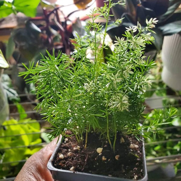 Blushing Lilac Cuttings 'krasavitsa Moskvy' Live Plant Cutting No Roots ...