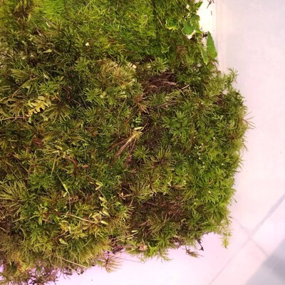 Sheet Moss 1 Quart Bag, Live Moss, Sheet Moss, Live Sheet Moss, Green ...
