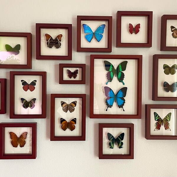 Framed Moth Display Madagascar Sunset Insect Taxidermy - Etsy