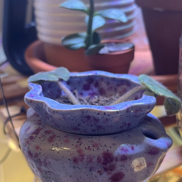 Ex. Small Violet Pot ( Purple Reign ) - Etsy