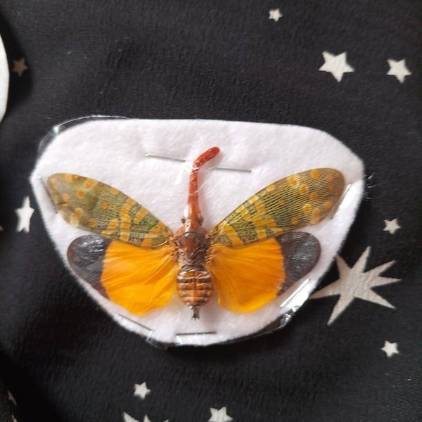 15 Real Assorted Beetles Bees Cicada Scorpion Butterfly - Preserved ...