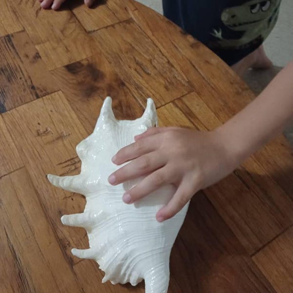 Huge Ocean Shell, Large Beautiful Shell, Sea Shell Treasure, Sea Shells ...