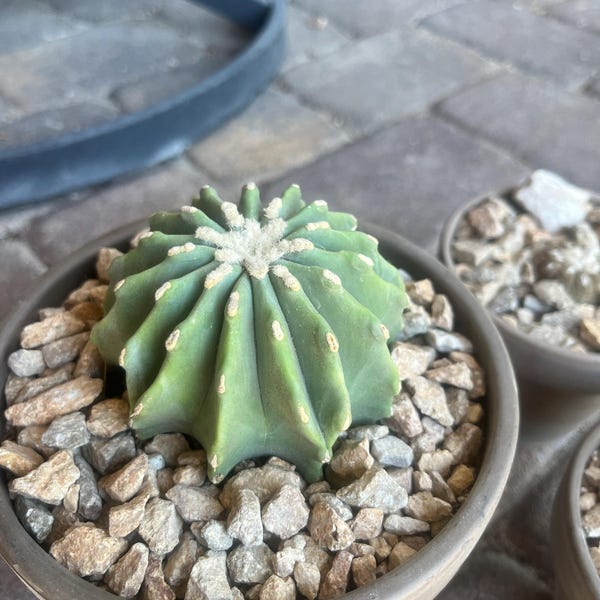 Rare Ferocactus Glaucescens Inermis Cactus, Spineless Live Plant (3 ...