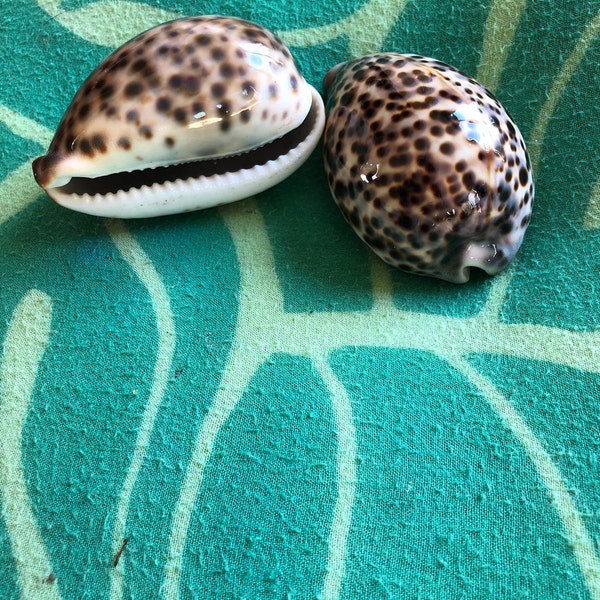 Polished Tiger Cowrie Sea Shell Premium Quality Rare Natural Display ...