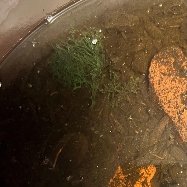 Billy Button Seeds, Craspedia, Billy Balls, Craspedia Globosa CD0150 - Etsy