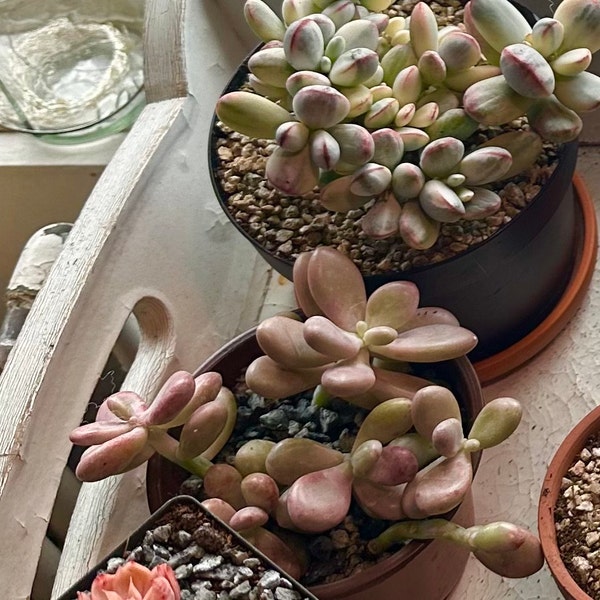 Rare Pink Moonstone Succulents, Pink Pebble Rosette Plants, Pachyphytum ...