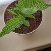 Golden Zebra Fern Starter Plant (ALL STARTER PLANTS Require You to ...