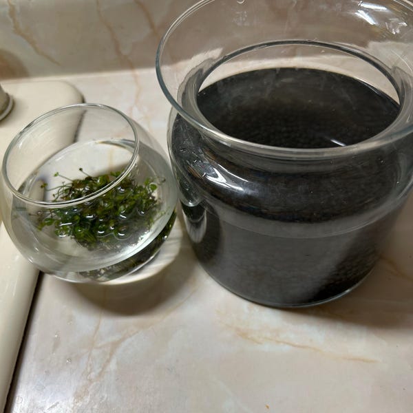 Complete Closed Terrarium Kit With Live Plants and Live Moss, Bioactive ...