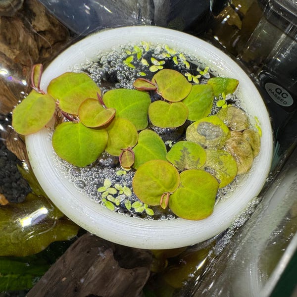 Rotala Bonsai Tissue Culture - Compact Aquatic Plant - Aquatic Stem ...