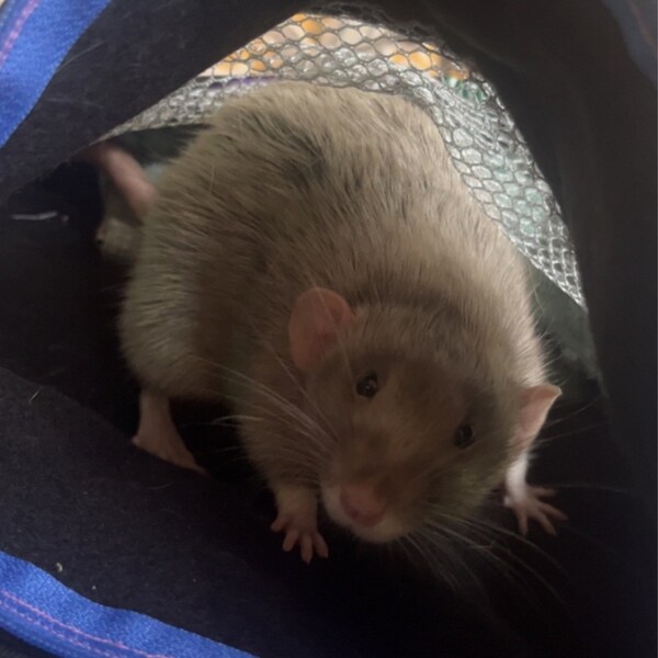 Lux Bonding Pouch for Rats, Small Animal Bonding Pouch, Sugar Glider ...