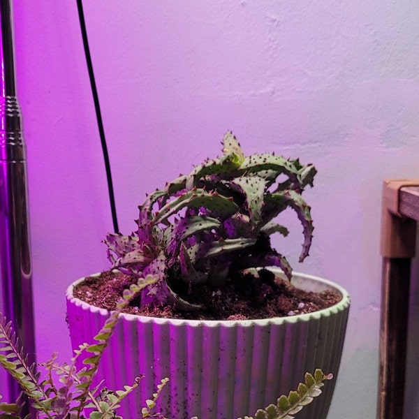 Donkey's Tail in 4 Pot - Etsy