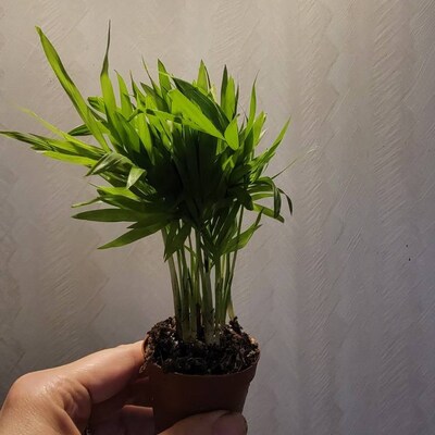 Bamboo Palm, Palma Areca, Reed Palm Clustered Parlor Palm, Cane Palm ...