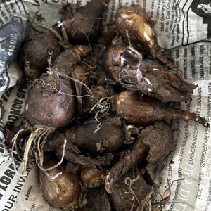 4 Heirloom Surprise Lily Bulbs Naked Ladies Resurrection Lily Vintage ...