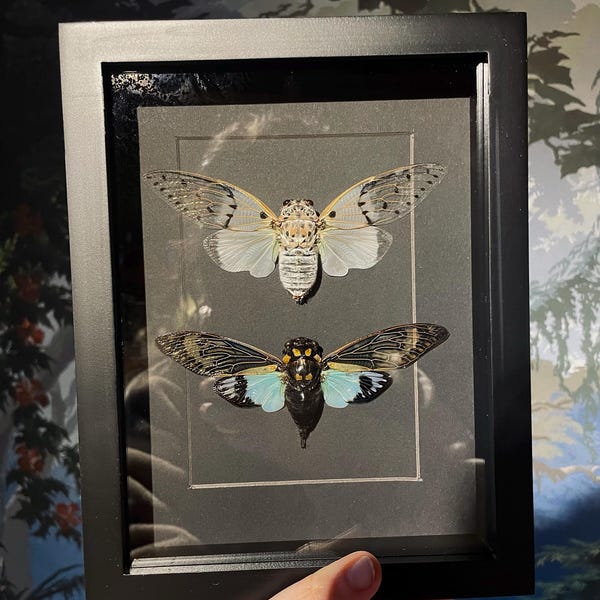 Real Framed Ghost Cicada Ayutha Spectabilis Shadow Box Frame Insect ...