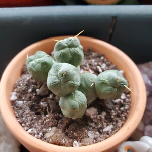 Puna Incahuasi Cactus/Succulent | Etsy