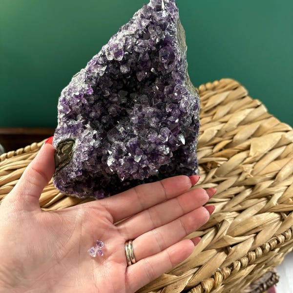 Flash Sale!!** Mosasaur Teeth Fossil Specimen in Matrix Mosasaur Jaw ...