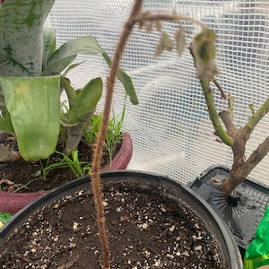 Large Planter, Mycelium Planter, Sustainable Gift, Eco-friendly Product ...