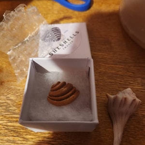 RARE Pawleys Island Shells Seashell Imperial chunky Venus Clam 1 Piece ...