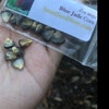 Baby Blue Jade Corn, 20 Rare Seeds, Non GMO, Dwarf Heirloom, Miniature ...