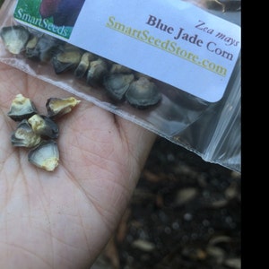 Baby Blue Jade Corn, 20 Rare Seeds, Non GMO, Dwarf Heirloom, Miniature ...