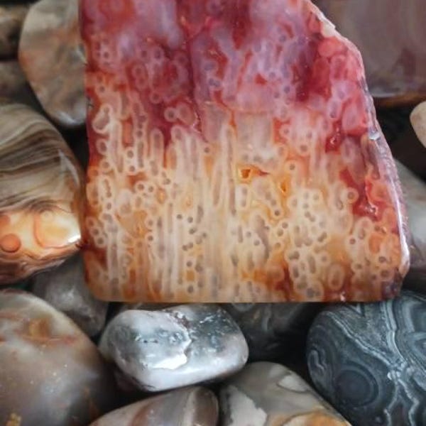 Extremely Rare Carnelian Tube Agate for Lapidary Slab Multy Colored Red ...