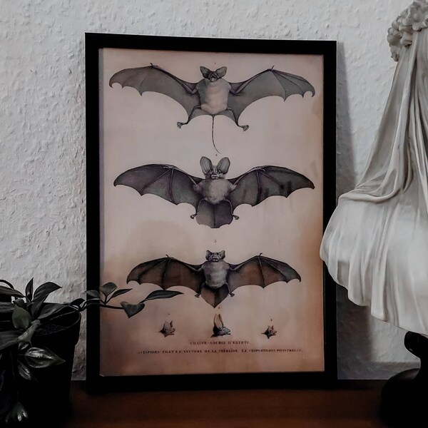 Vintage Print Bats Poster Gothic Art Halloween Horror Wall Decoration ...