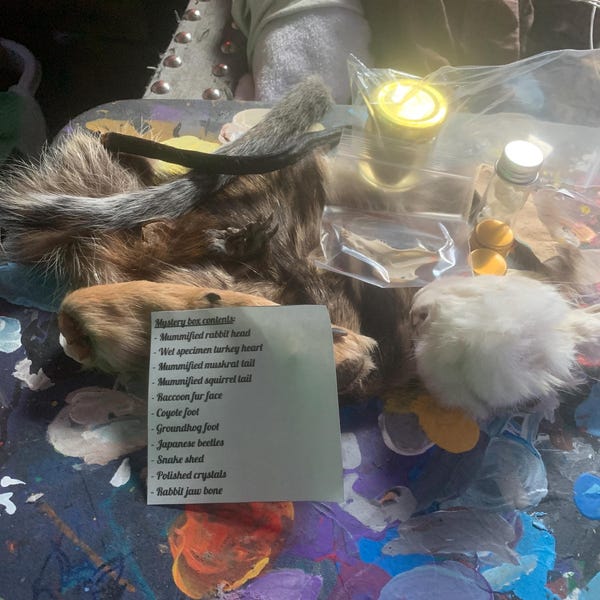 Freeze Dried Yak Feet (for One) - Taxidermy Yak, Deer Antlers ...