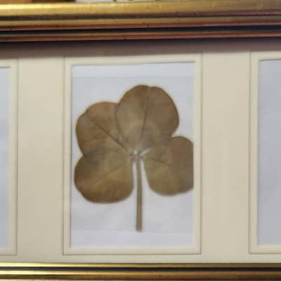 Real SEVEN Leaf Clover Genuine and Hand Picked ONLY ONE Laminated ...