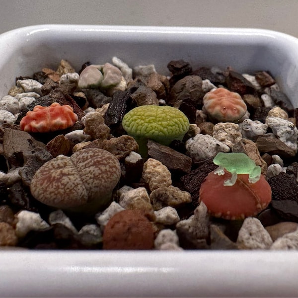 Nano Good Luck Dart Frog - Etsy