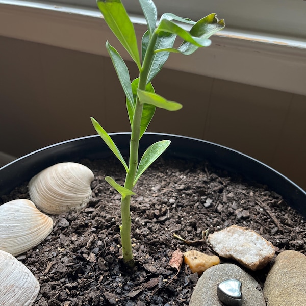 Desert Rose Picotee Adenium Obesum Starter Plant - Flowering Plant ...