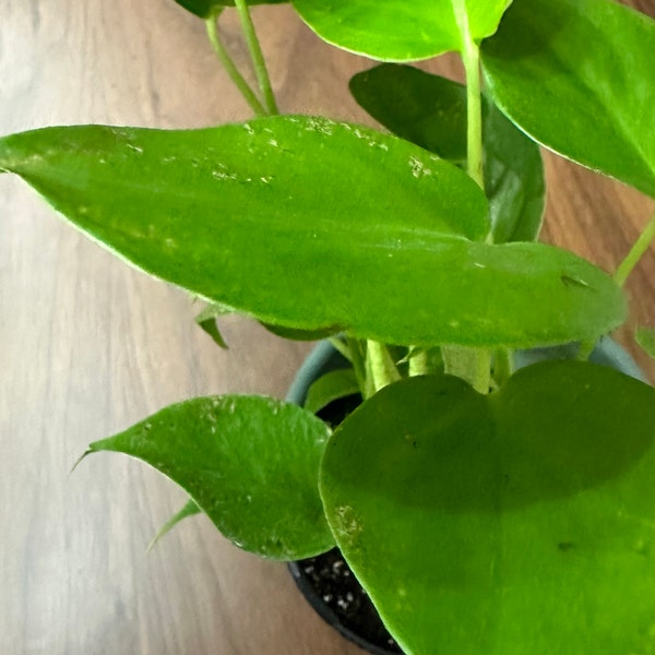 Monstera Deliciousa Live Indoor Plant, Easy Care Low Light Houseplant ...