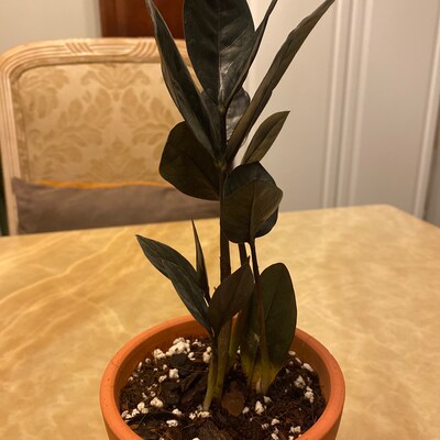 Ric Rac Cactus, Zig Zag Cactus, 2 Inch Bare Root Plant, Rare Fishbone ...